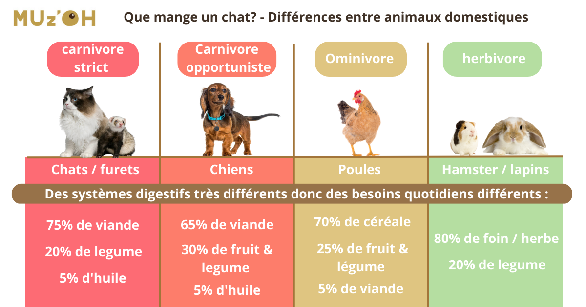 Que mange un Chat | MUz'OH